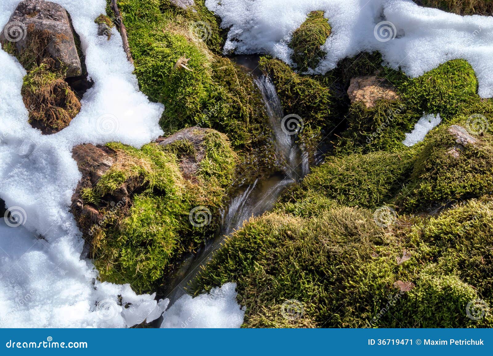 Green moss and snow stock image. Image of moss, spring - 36719471
