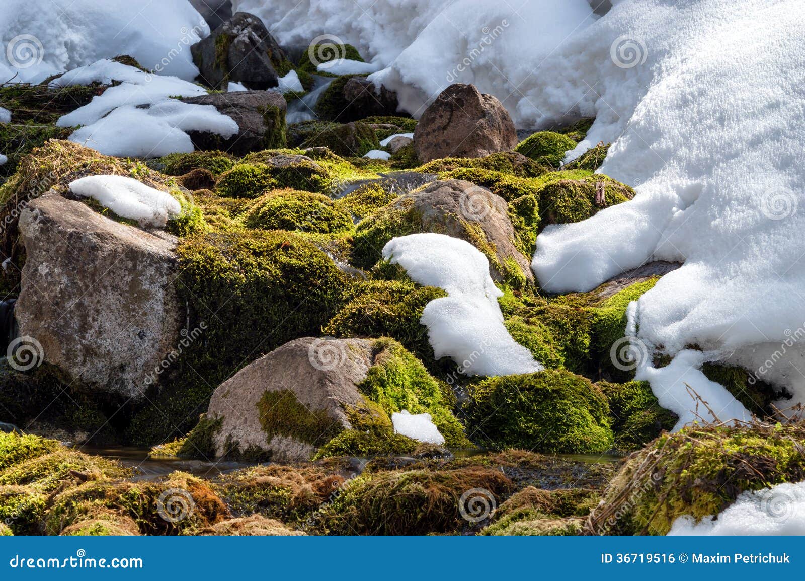 Green moss and snow stock photo. Image of lush, beauty - 36719516
