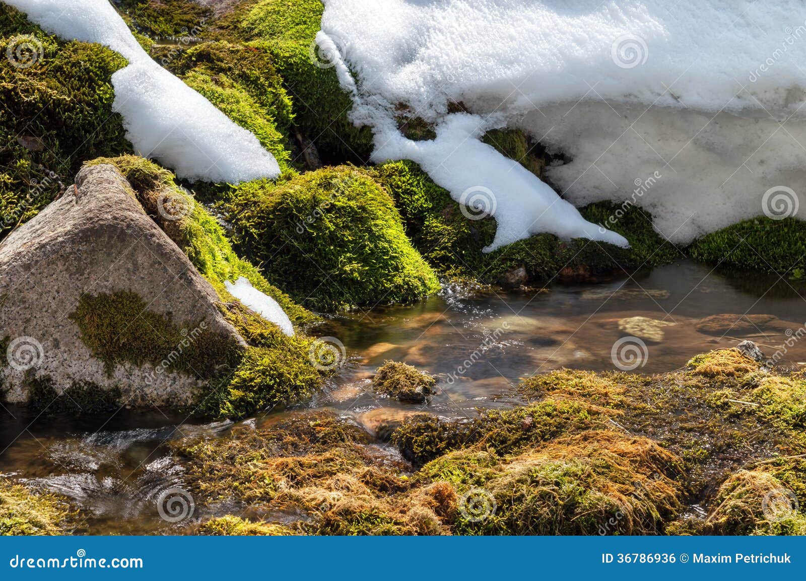 Green moss and snow stock photo. Image of landscapes - 36786936