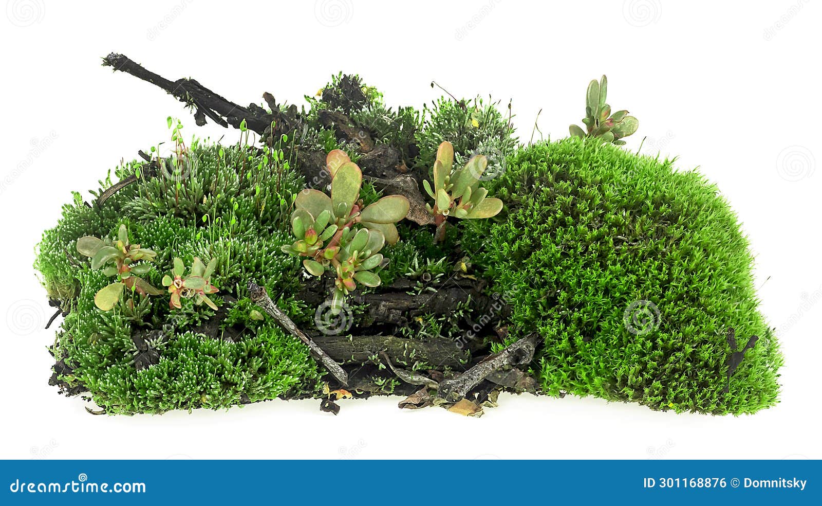 Green Moss on Soil with Grass and Rotten Branches Isolated on White ...