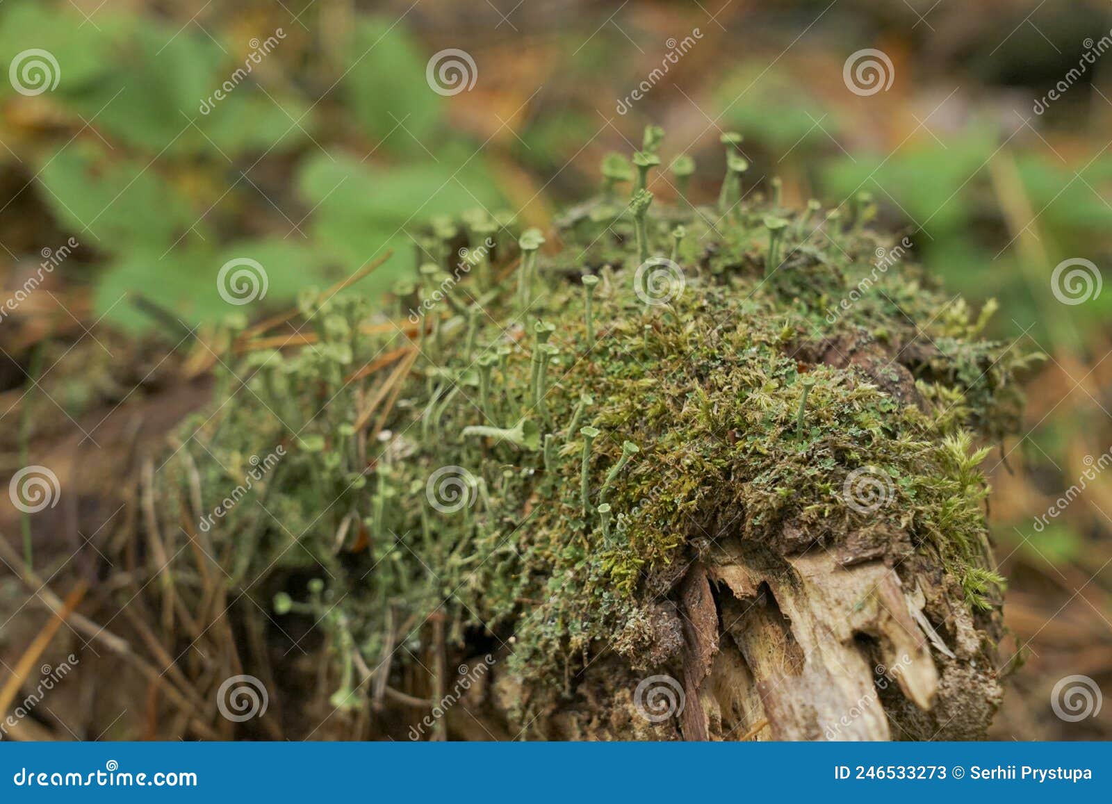 Green Moss with Spores on the Stump. Moss Bloom Stock Image - Image of ...