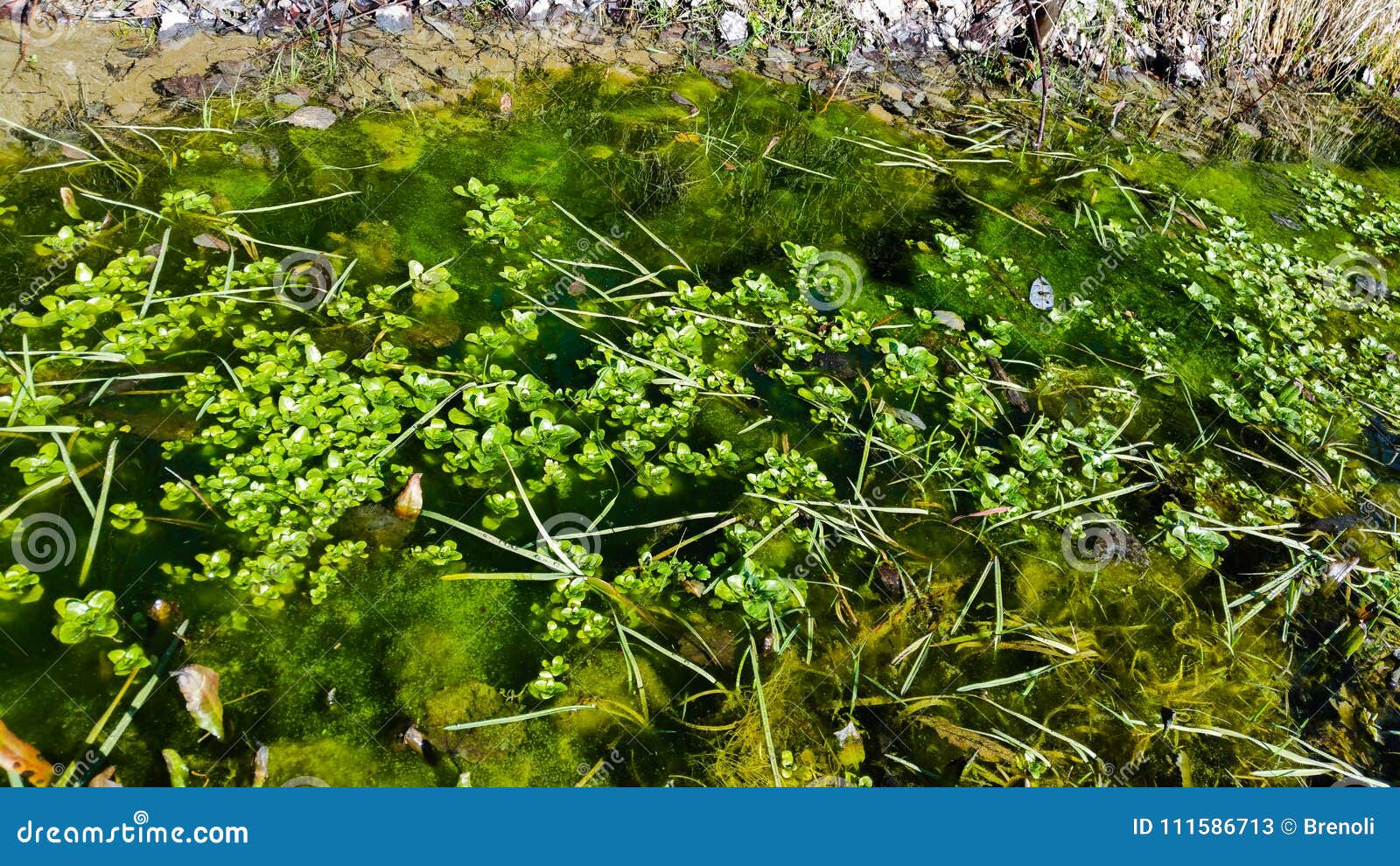 Green moss water stock image. Image of nature, spring - 111586713