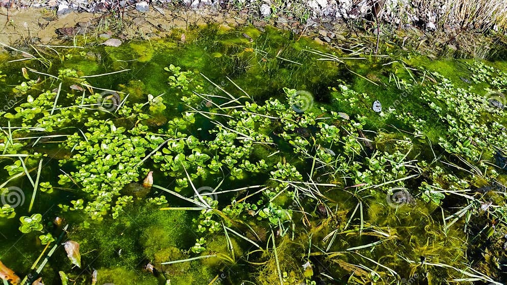 Green moss water stock image. Image of nature, spring - 111586713