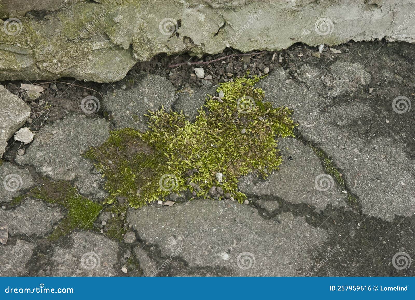 Green Moss Sprouts through Asphalt Stock Photo - Image of lush ...