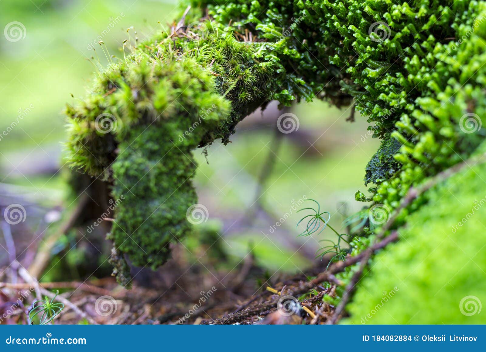 Green Moss Sprouts on an Old Tree Close-up, Soft Focus Stock Photo ...