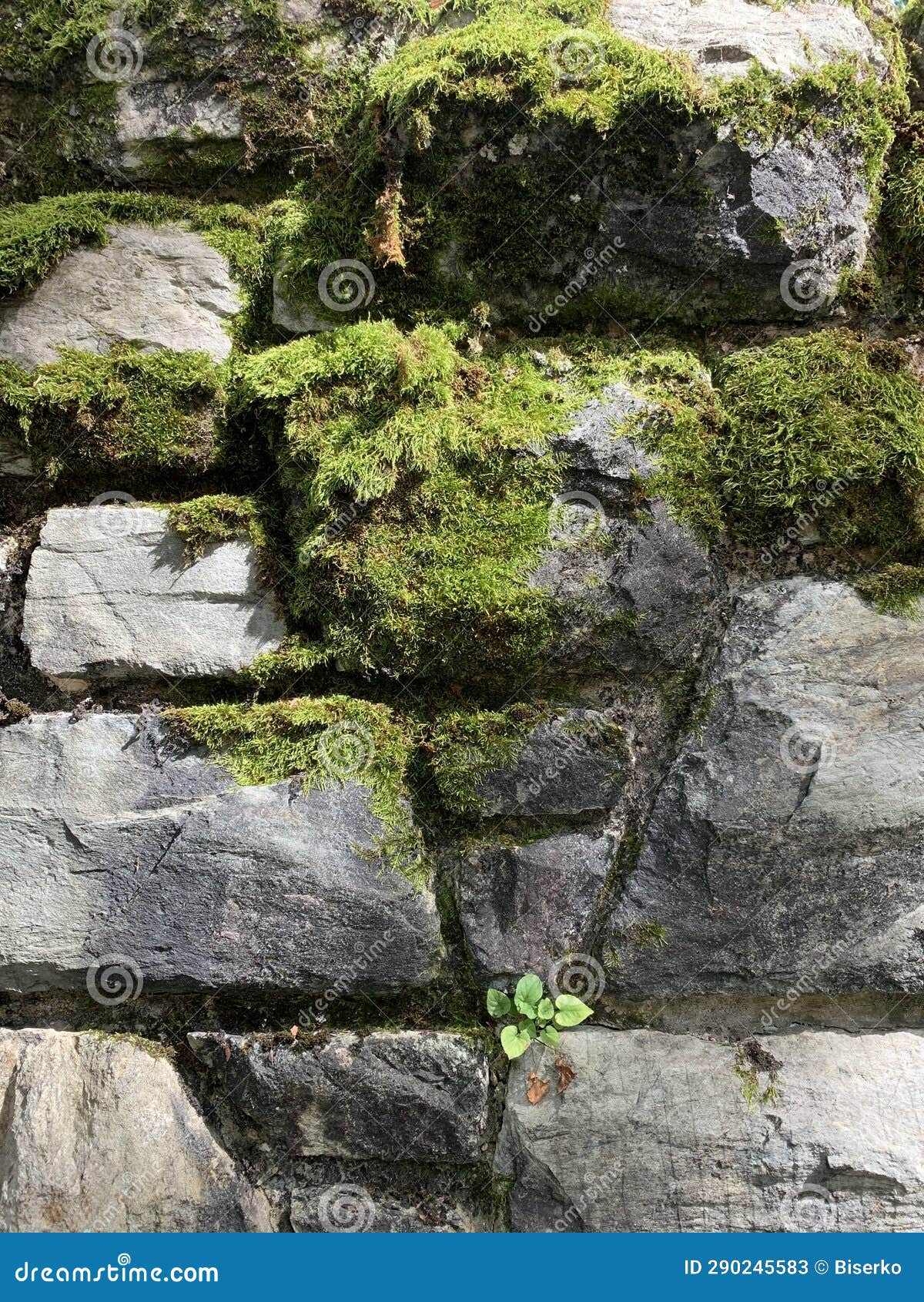 Green Moss on the Stone Blocks Stock Image - Image of direction, garden ...