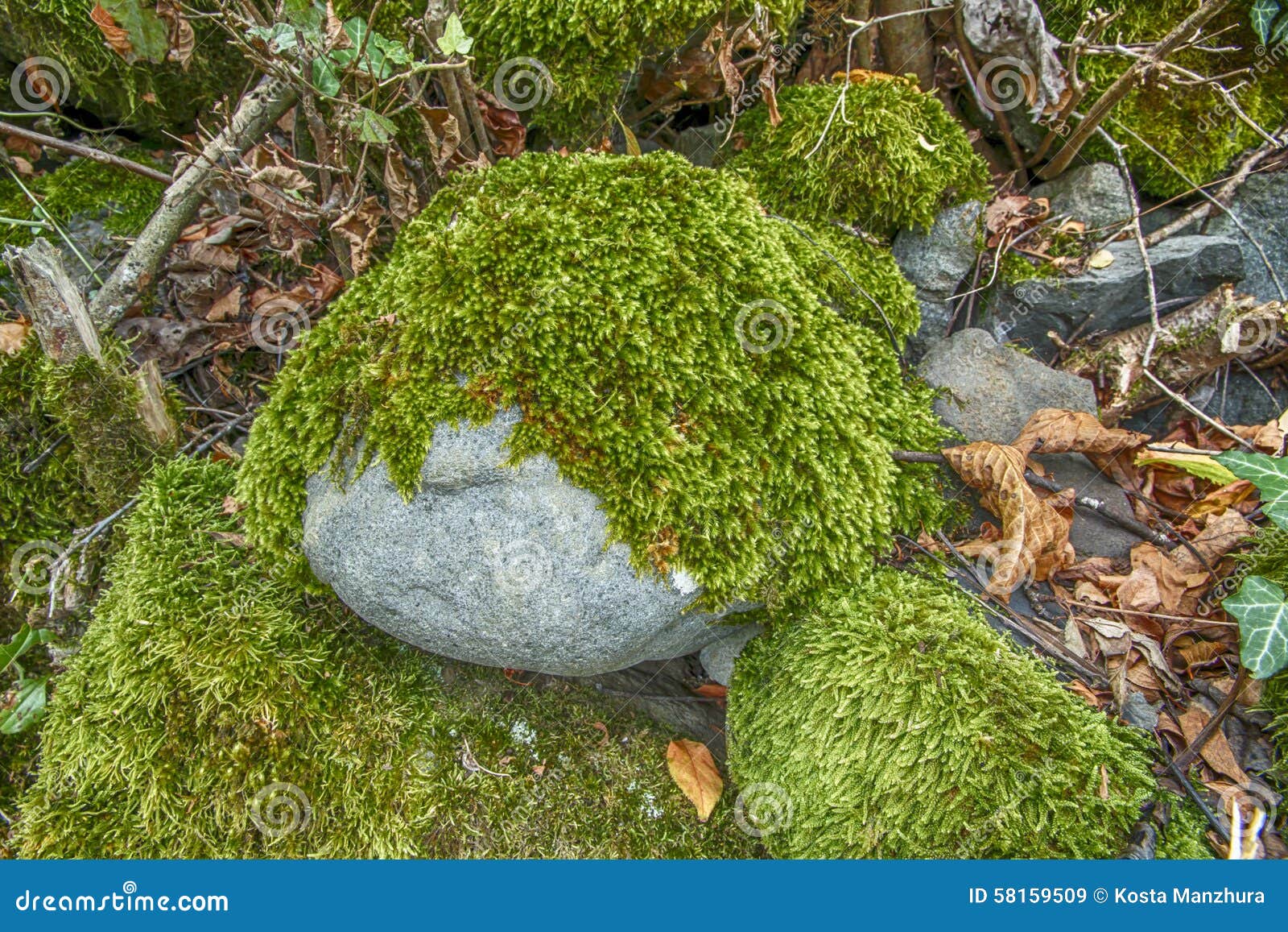 Green moss on the stone stock image. Image of color, wallpaper - 58159509