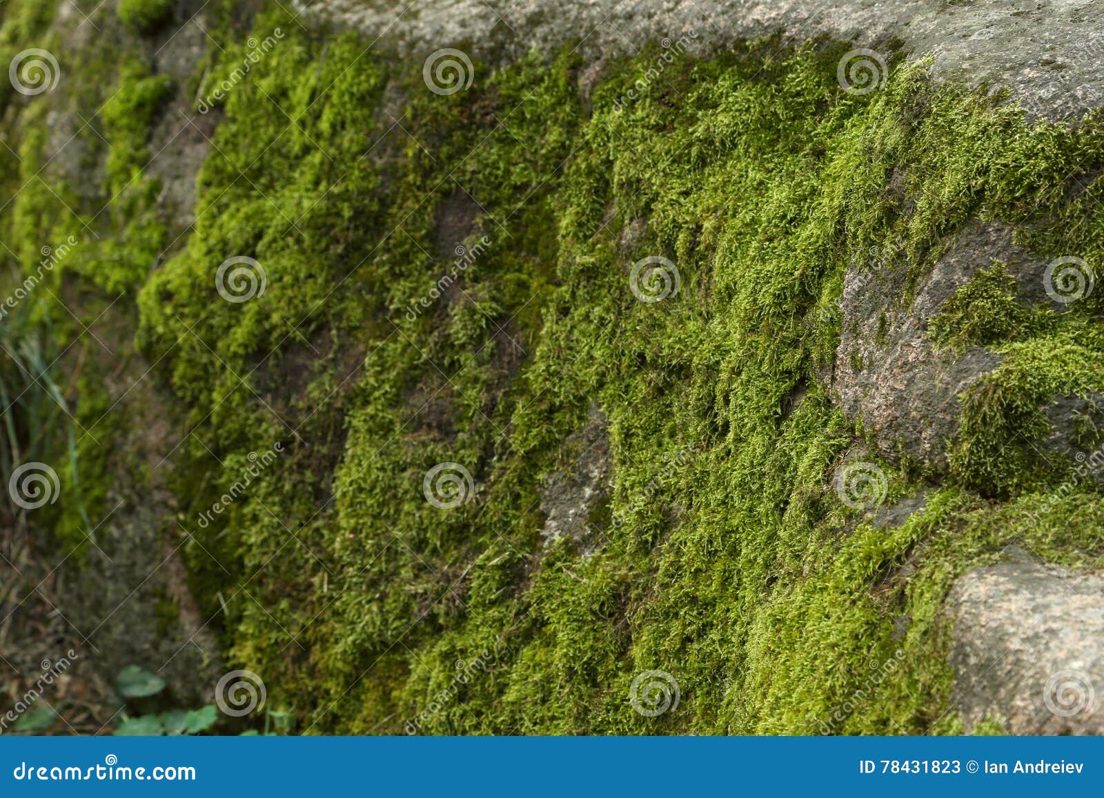 Green moss stock image. Image of moss, forest, outdoor - 78431823
