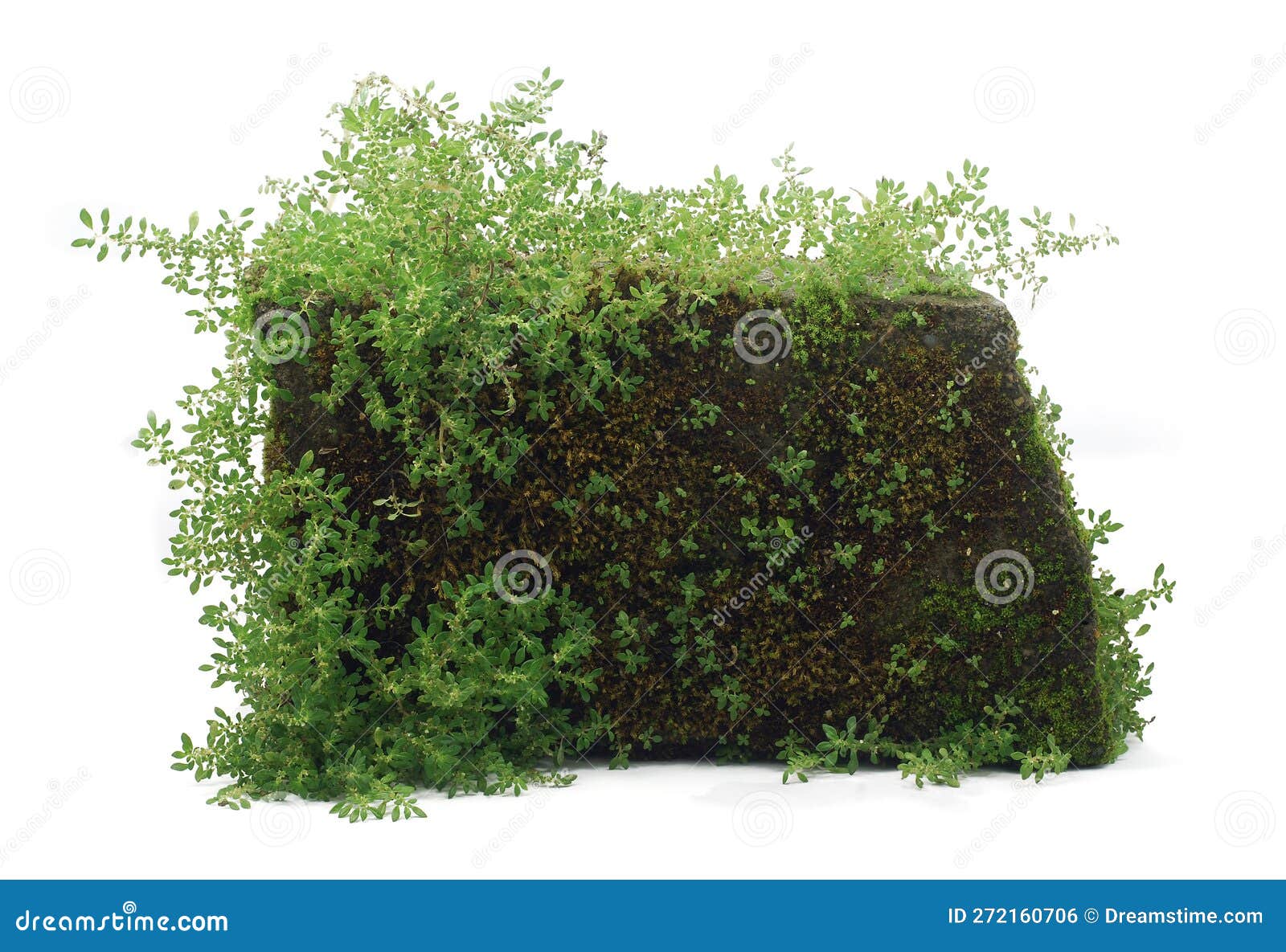 Green Moss on Stone, Isolated on White Background Stock Photo - Image ...