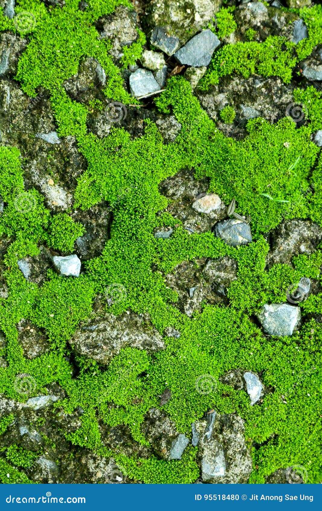 Green Moss on the Stone. Mossy Rocks Background Stock Photo - Image of ...