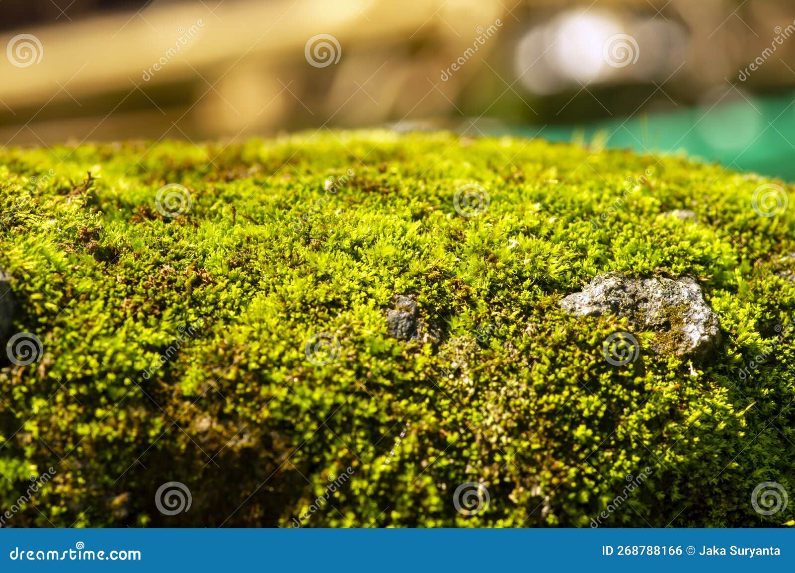 Green Moss on the Stone for Natural Background Stock Photo - Image of ...