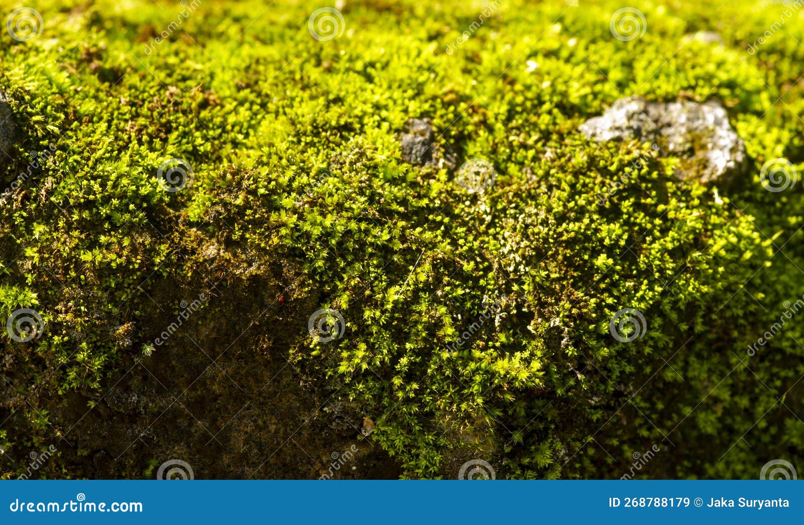 Green Moss on the Stone for Natural Background Stock Image - Image of ...