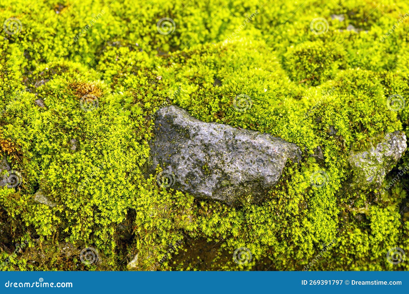 Green Moss on the Stone for Natural Background Stock Image - Image of ...