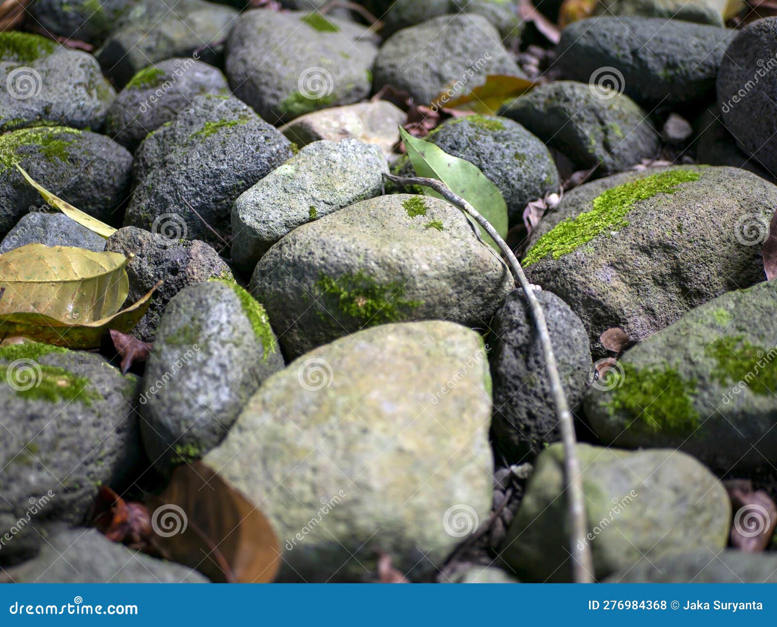 Green Moss on the Stone for Natural Computer Background and Wallpaper ...