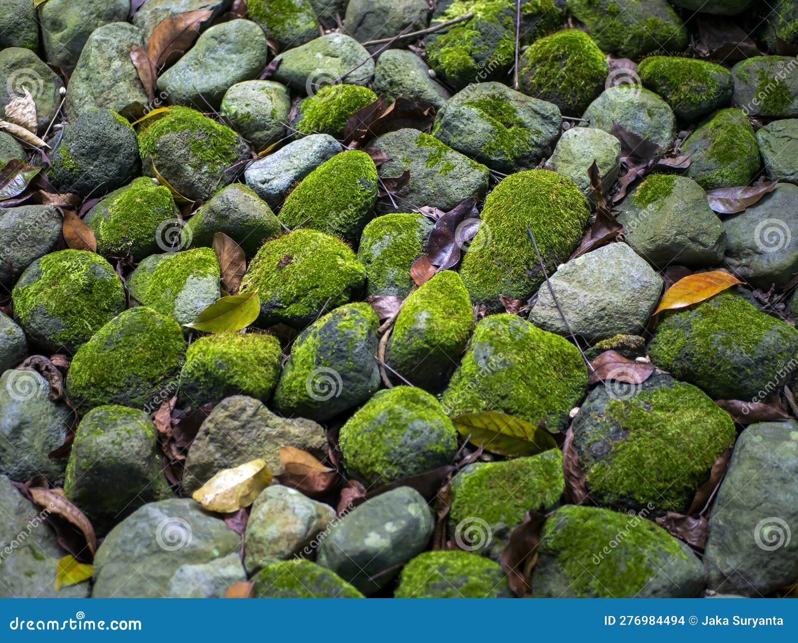 Green Moss on the Stone for Natural Computer Background and Wallpaper ...