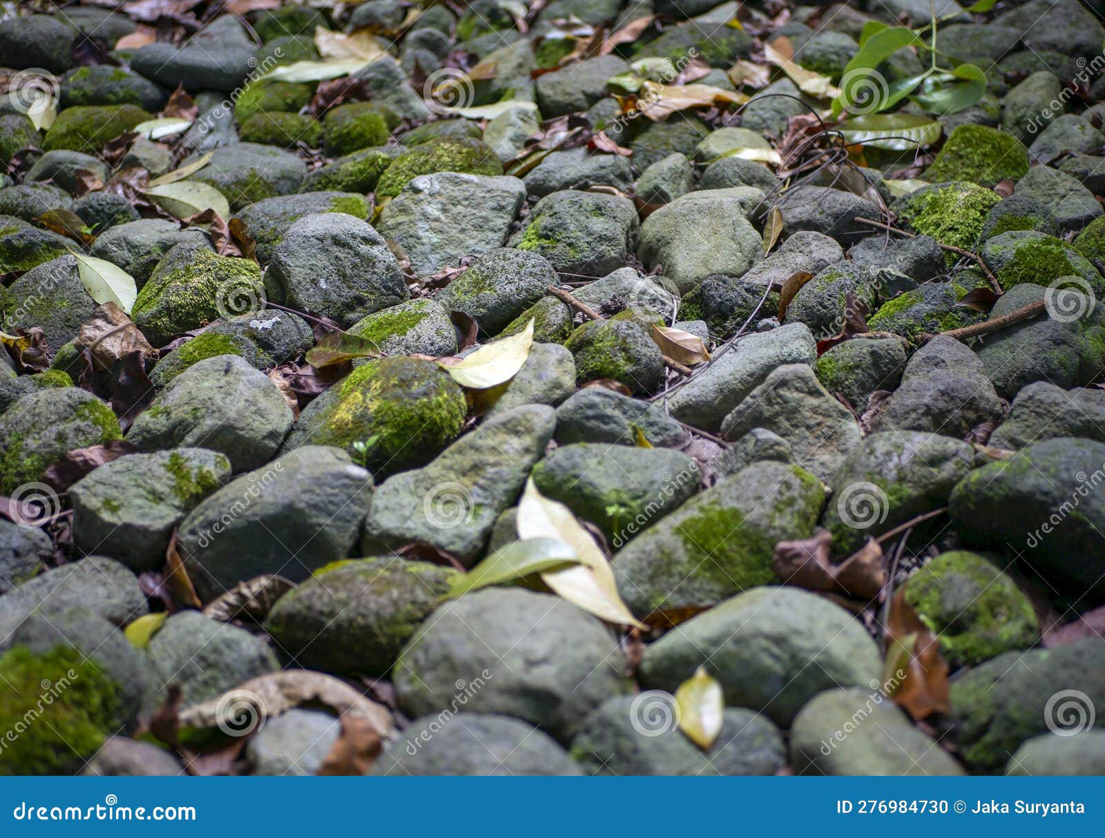 Green Moss on the Stone for Natural Computer Background and Wallpaper ...
