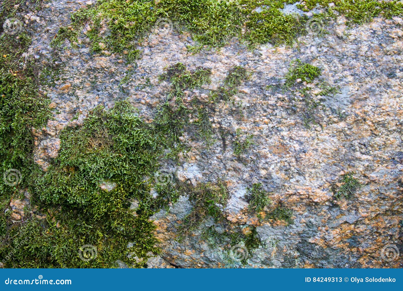 Green moss on the stone stock image. Image of growth - 84249313