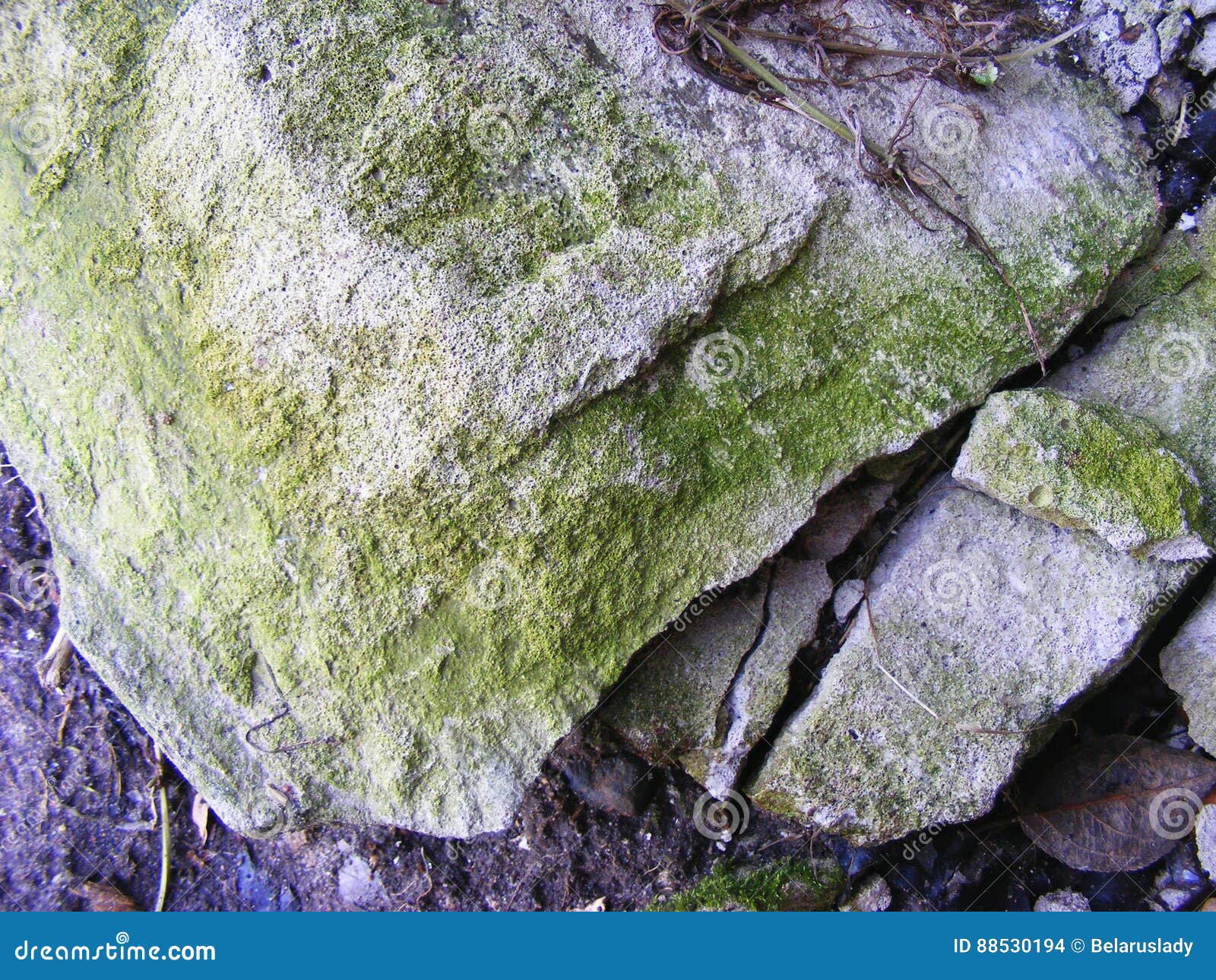 Green moss on the stone stock photo. Image of color, flora - 88530194