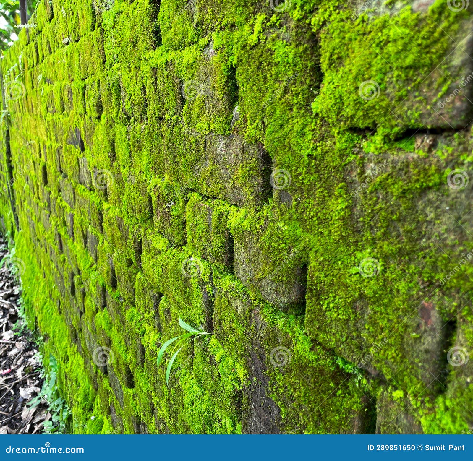 Green moss on stone wall stock photo. Image of plant - 289851650