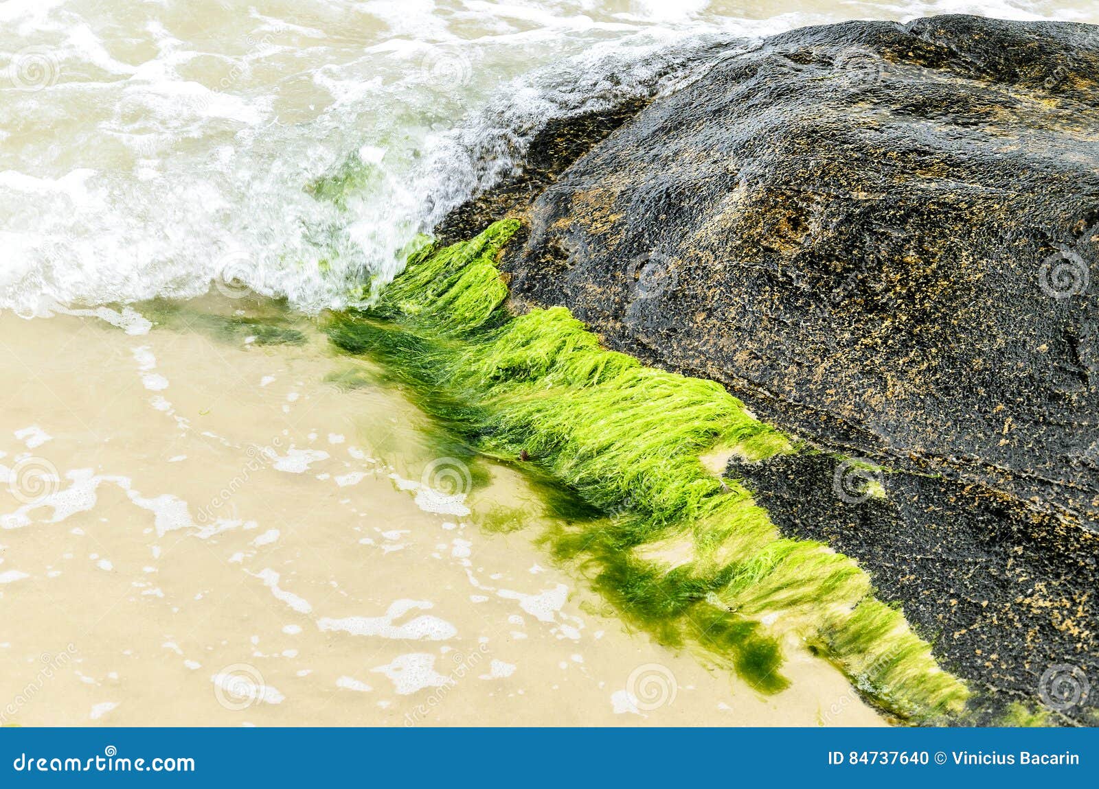 Green Moss Stuck in Stone Around Sand and Sea Waves Stock Photo - Image ...