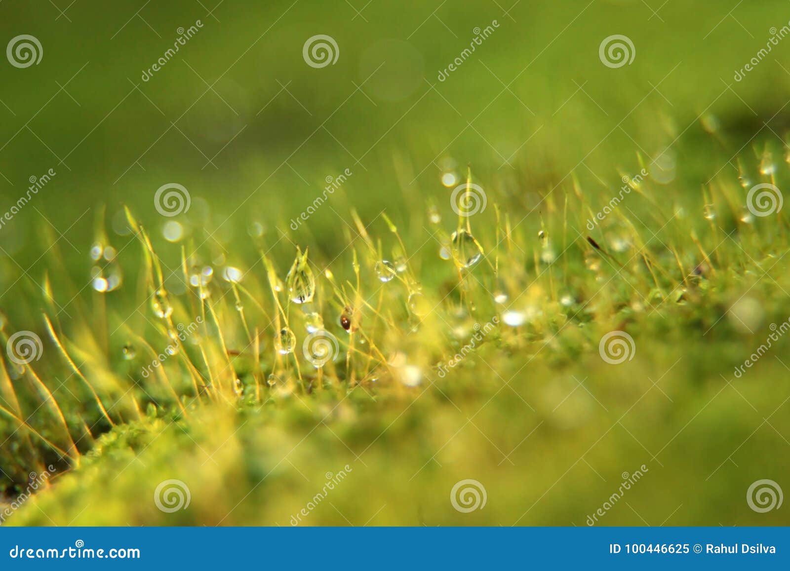 Beautiful Green Moss in the Sunlight,Closeup of Moss Grows on the Tree ...