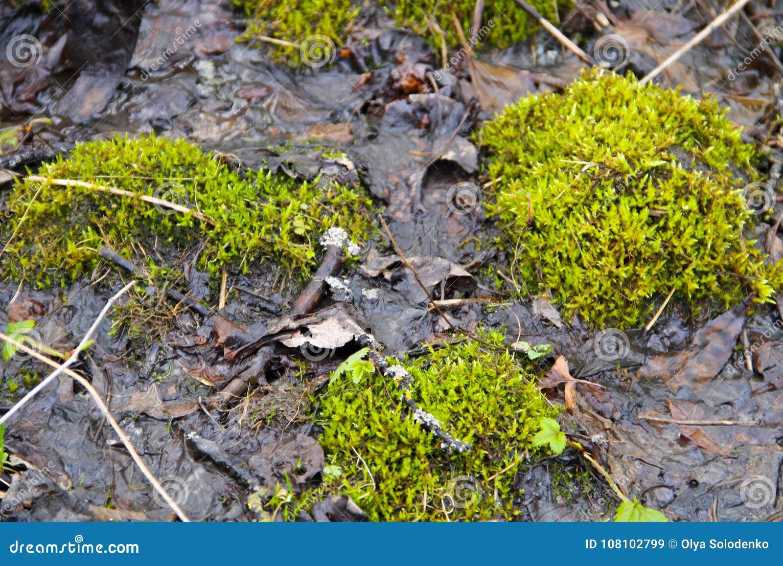 Green moss in swamp stock image. Image of mossy, beautiful - 108102799