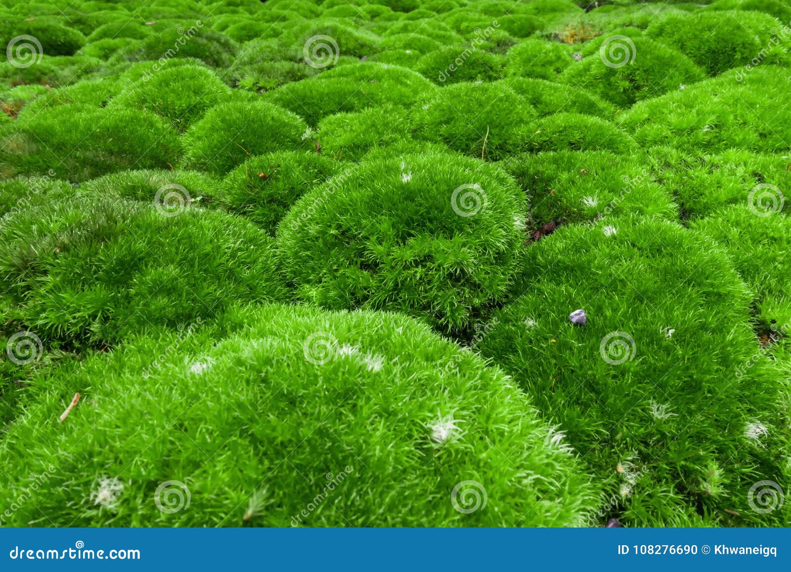 Green Moss and Texture Background Stock Photo - Image of natural ...