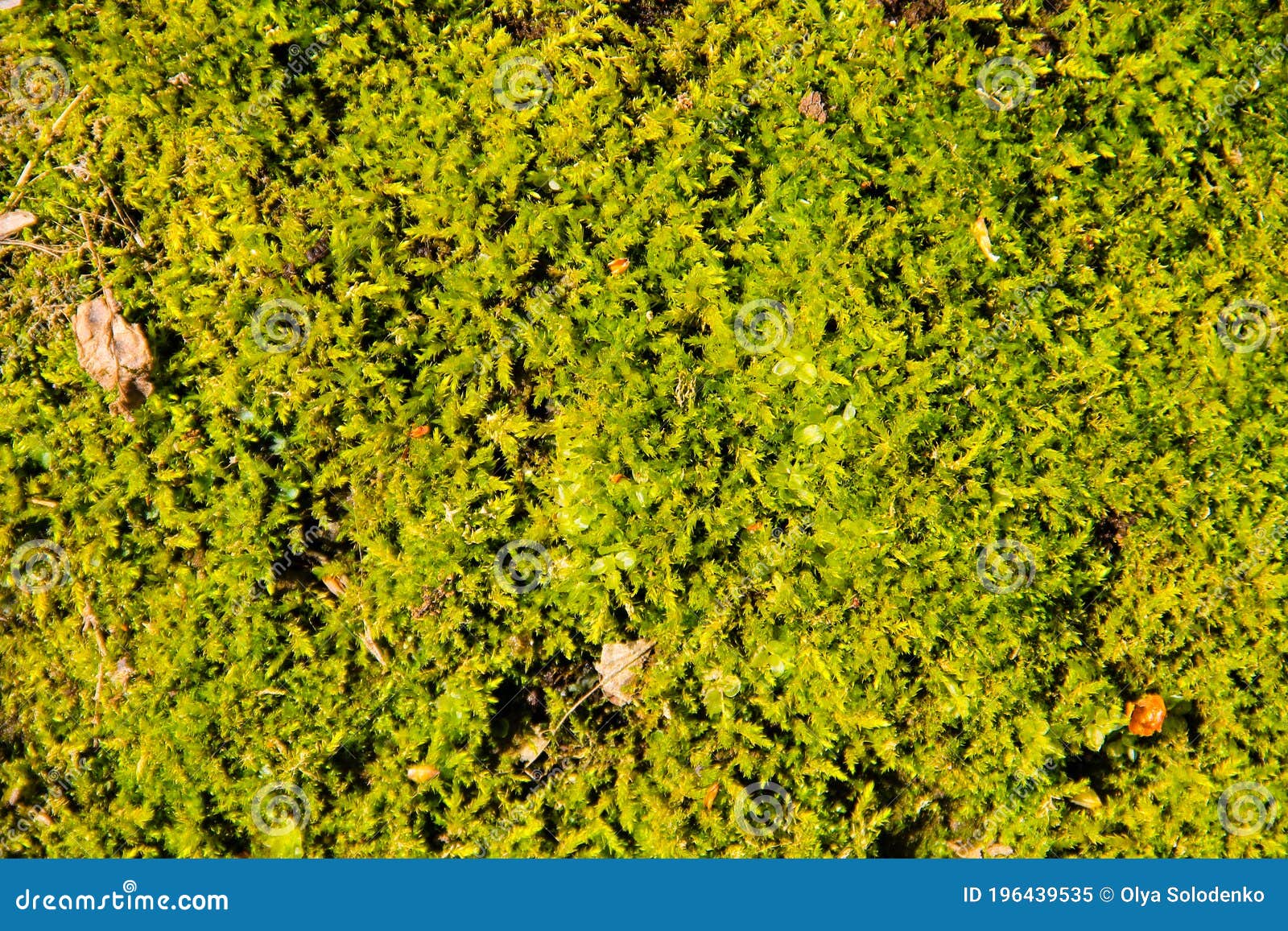 Green Moss Texture Background Stock Image - Image of macro, ground ...