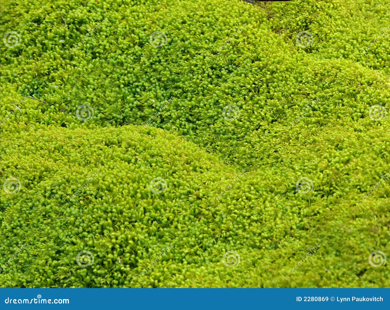 Green Moss Texture Background Stock Image - Image of plants, macro: 2280869