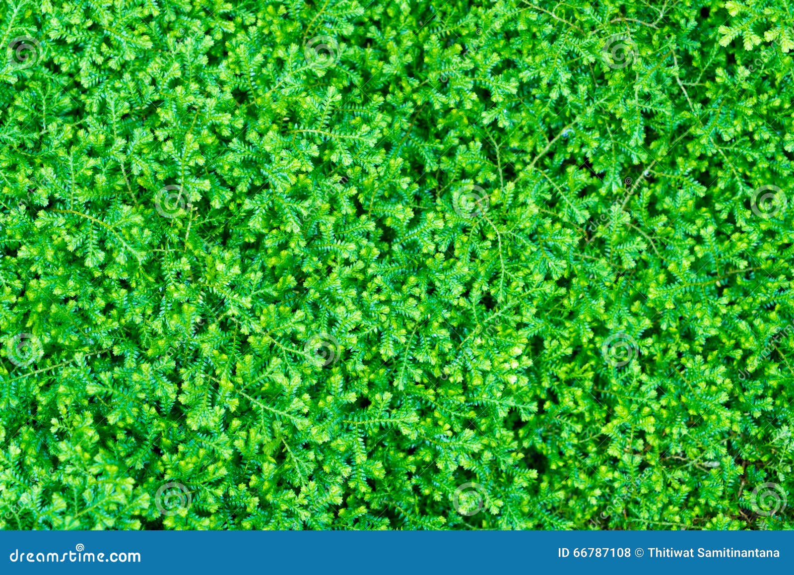 Green Moss Texture For Background Stock Photo - Image of moss, abstract ...