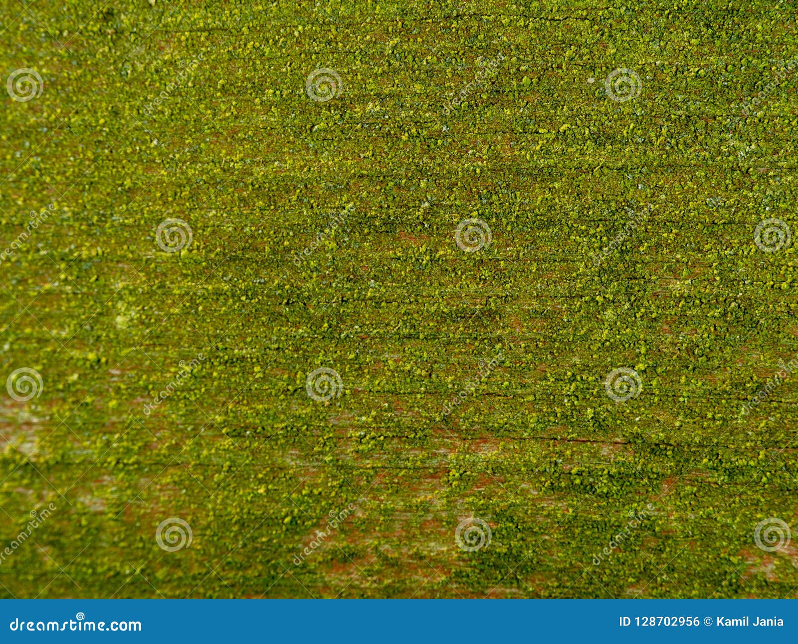 Green Moss Texture Background Stock Photo - Image of meadow ...