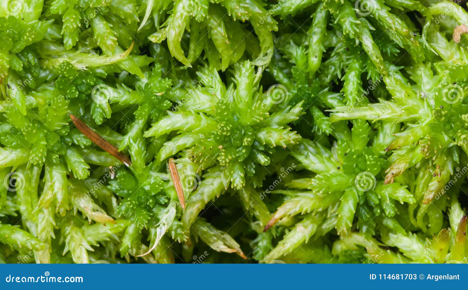 Green Moss Texture or Background Macro, Selective Focus, Shallow DOF ...
