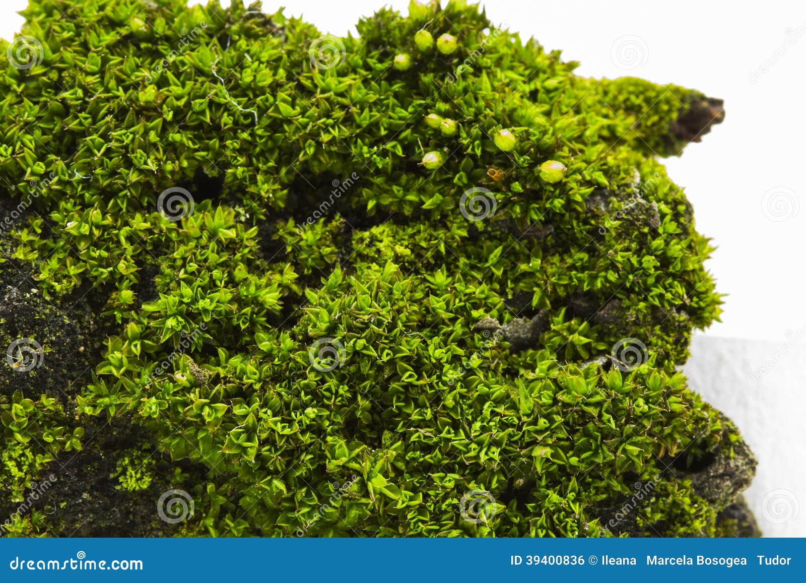 Green Moss - Texture and Background Stock Photo - Image of growth ...