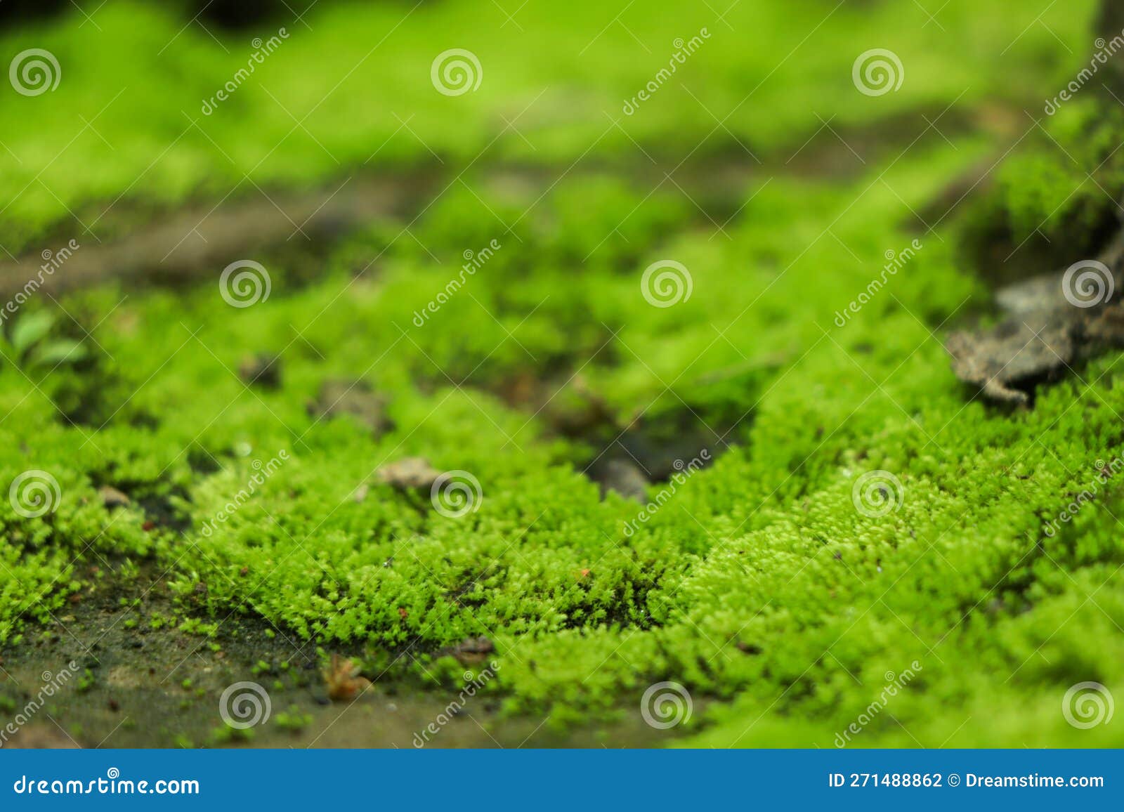 Green Moss Texture. Green Background. Green Texture. Green Wall. Wall ...
