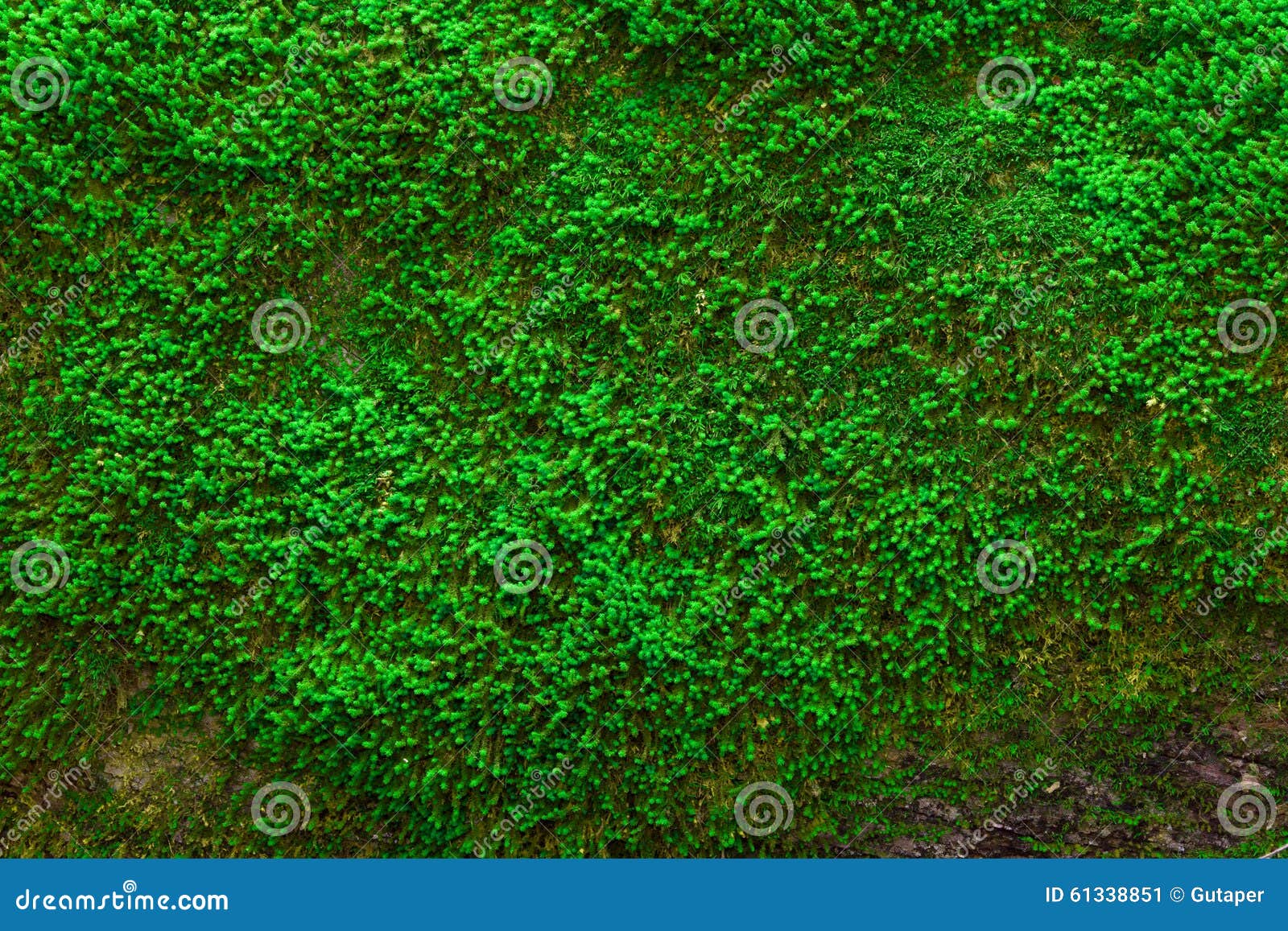 Green moss stock image. Image of environment, textured - 61338851
