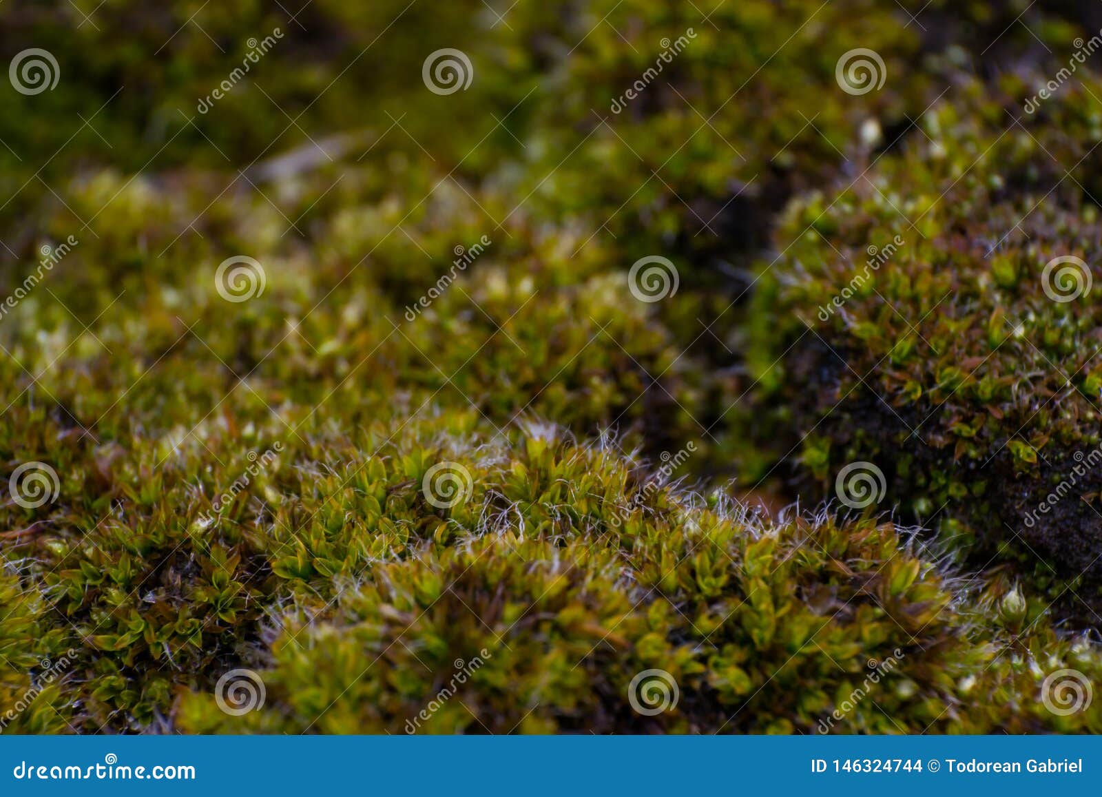 Green Moss Texture Close-up.Moss Background Stock Photo - Image of ...