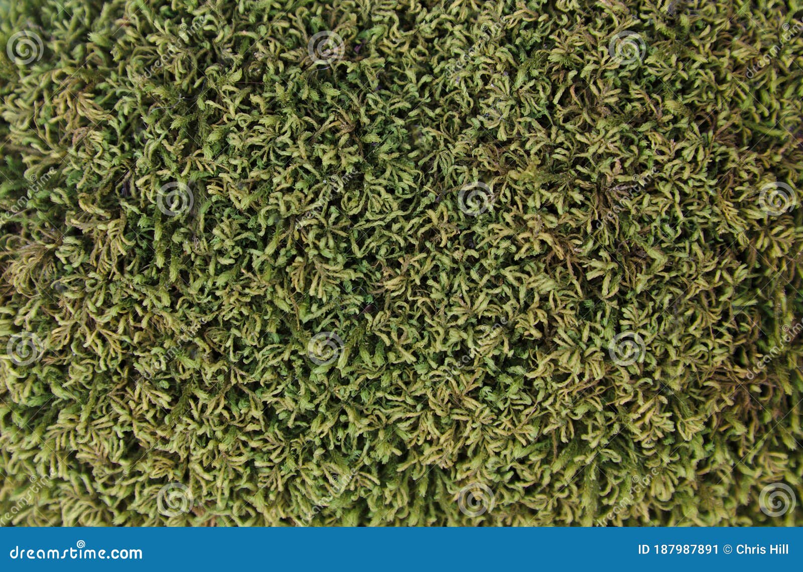 Green Moss Texture stock image. Image of patch, mosses - 187987891