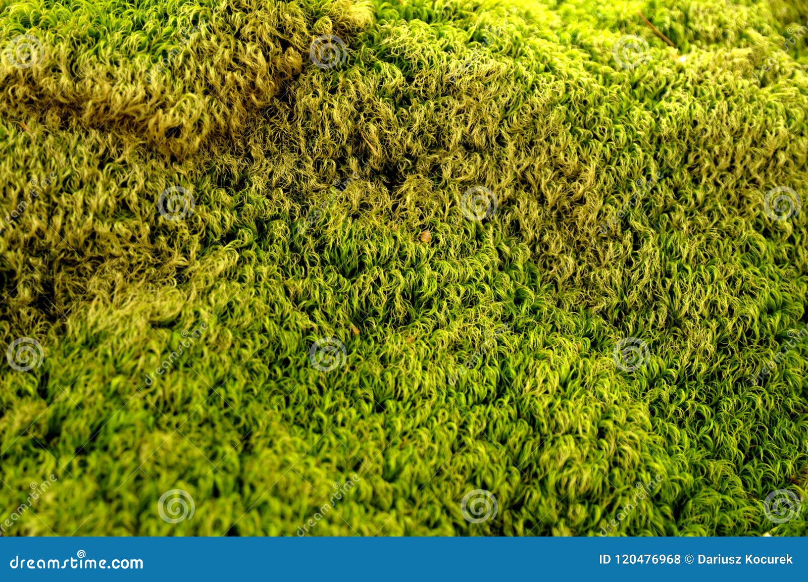 Green moss texture stock photo. Image of green, texture - 120476968