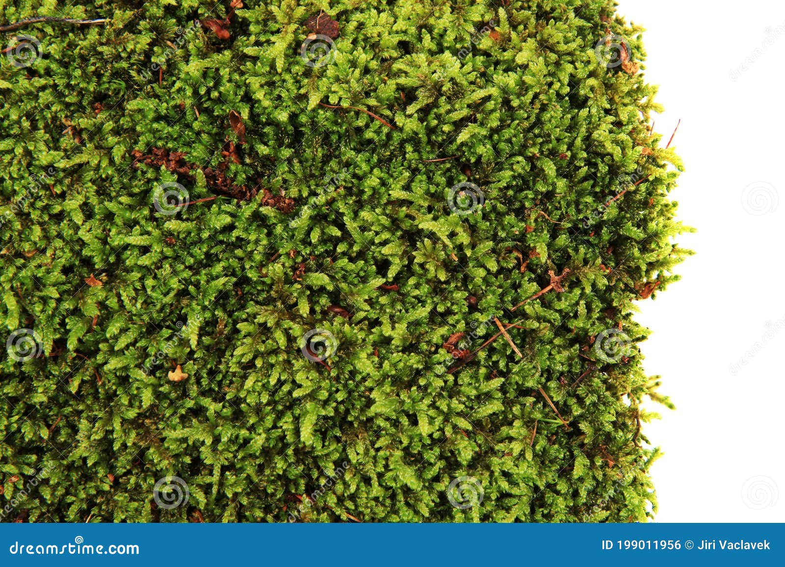 Green Moss Texture Isolated Stock Photo - Image of background, detail ...