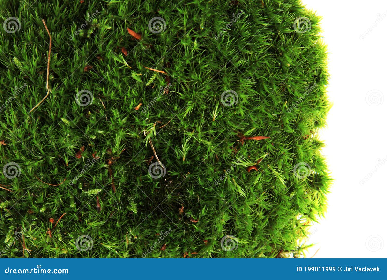 Green Moss Texture Isolated Stock Image - Image of moss, detail: 199011999
