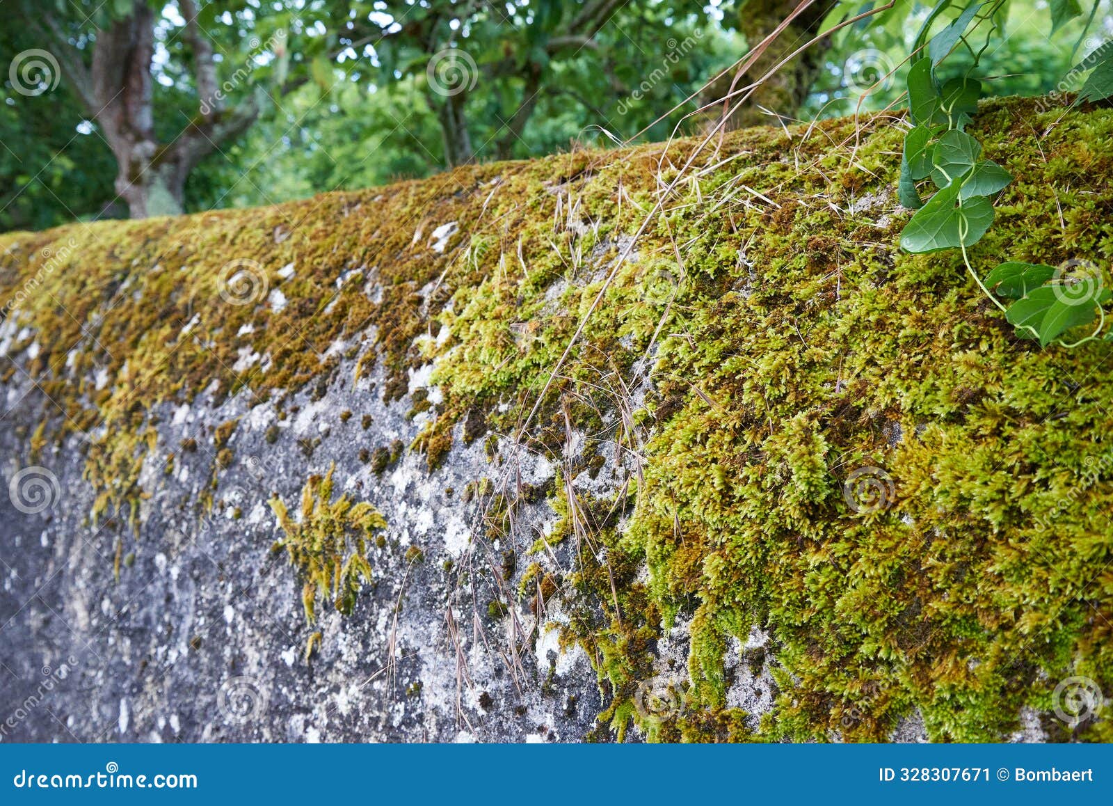 Green Moss Texture on Old Stone Wall Stock Image - Image of outdoor ...
