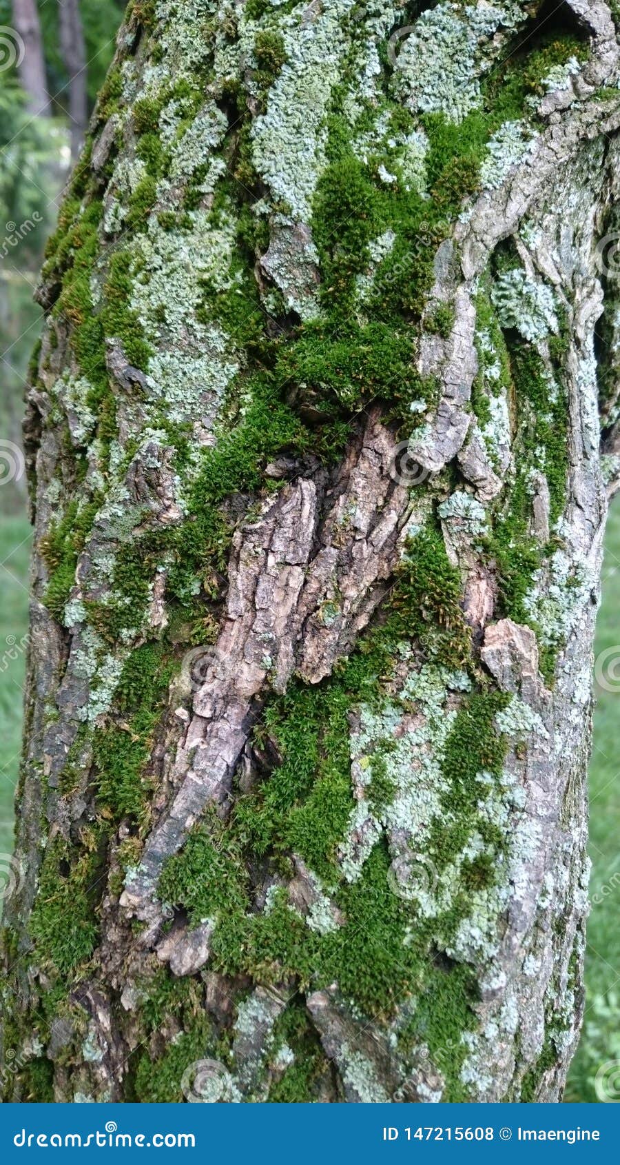 Green Moss on Textured Tree Bark Background Stock Photo - Image of tree, textured: 147215608