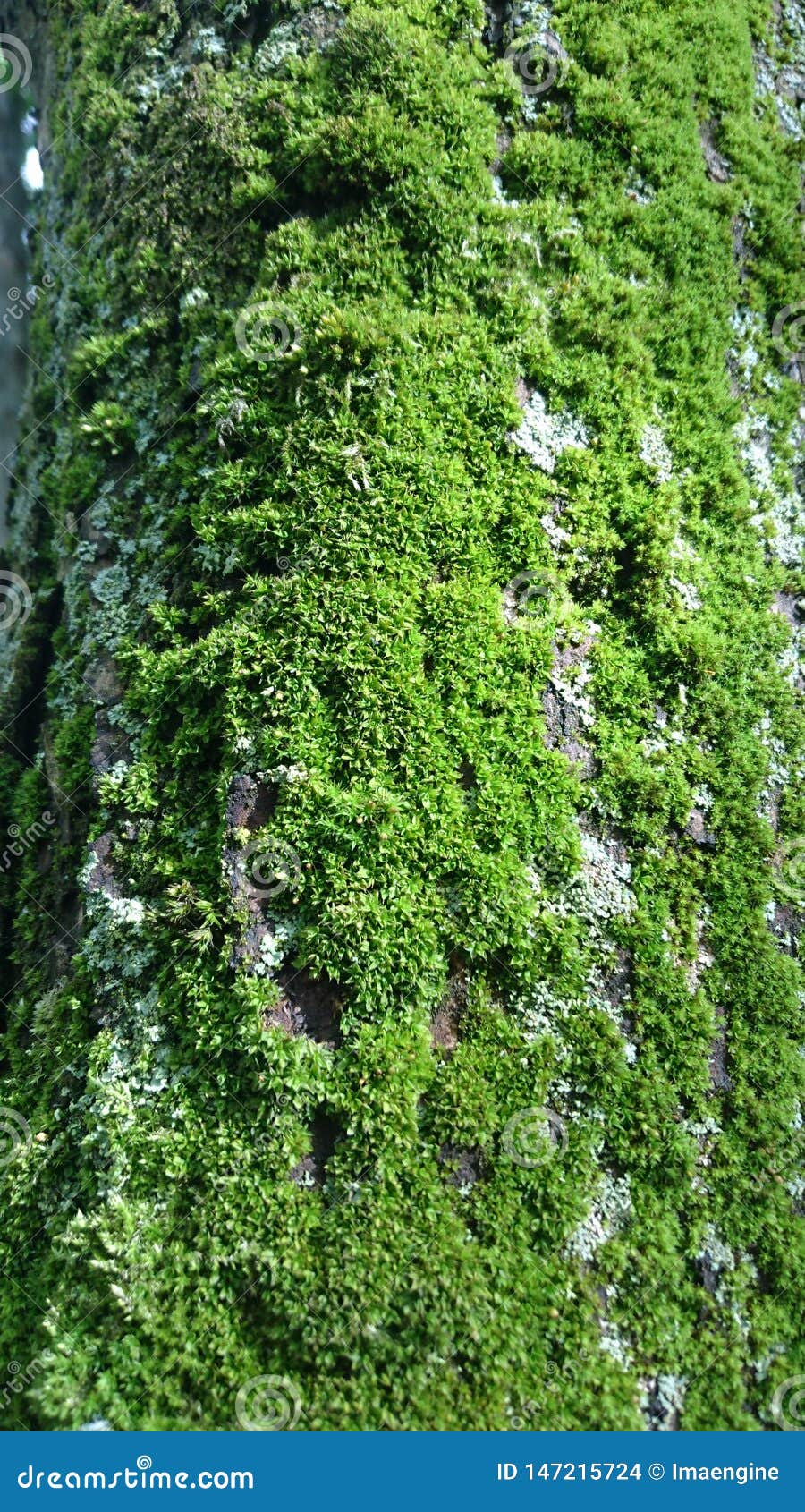 Green Moss on Textured Tree Bark Background Stock Photo - Image of green, textured: 147215724