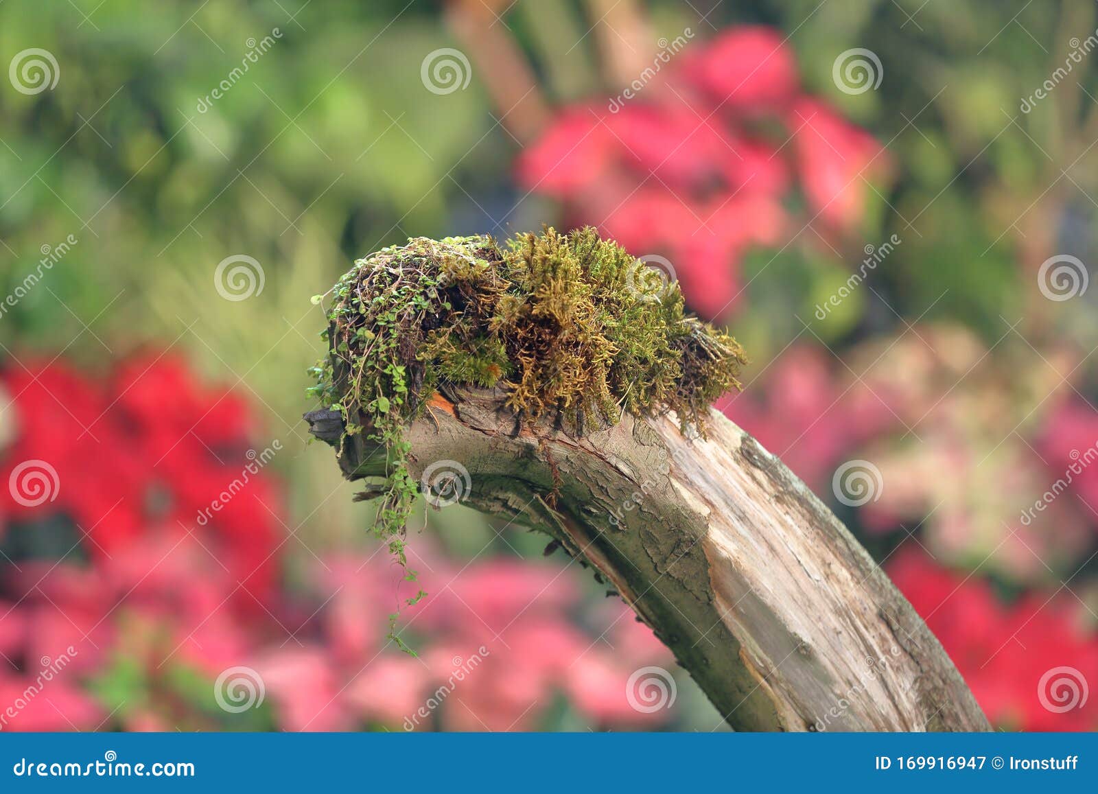 Green Moss on a Thick Dry Branch Stock Image - Image of closeup, tree ...
