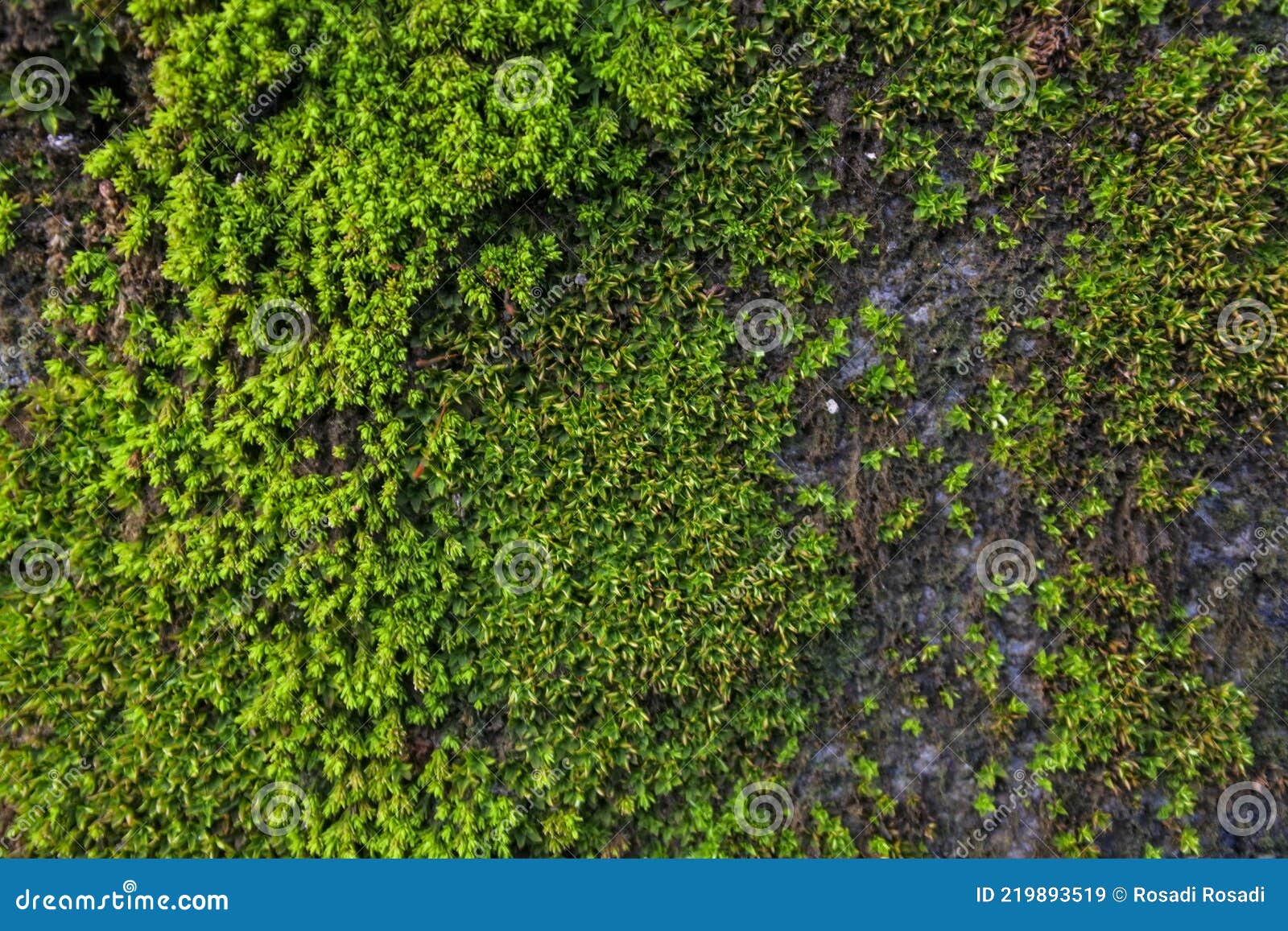 Green Moss Thrives on Damp Rocks Stock Image - Image of thrives, damp ...
