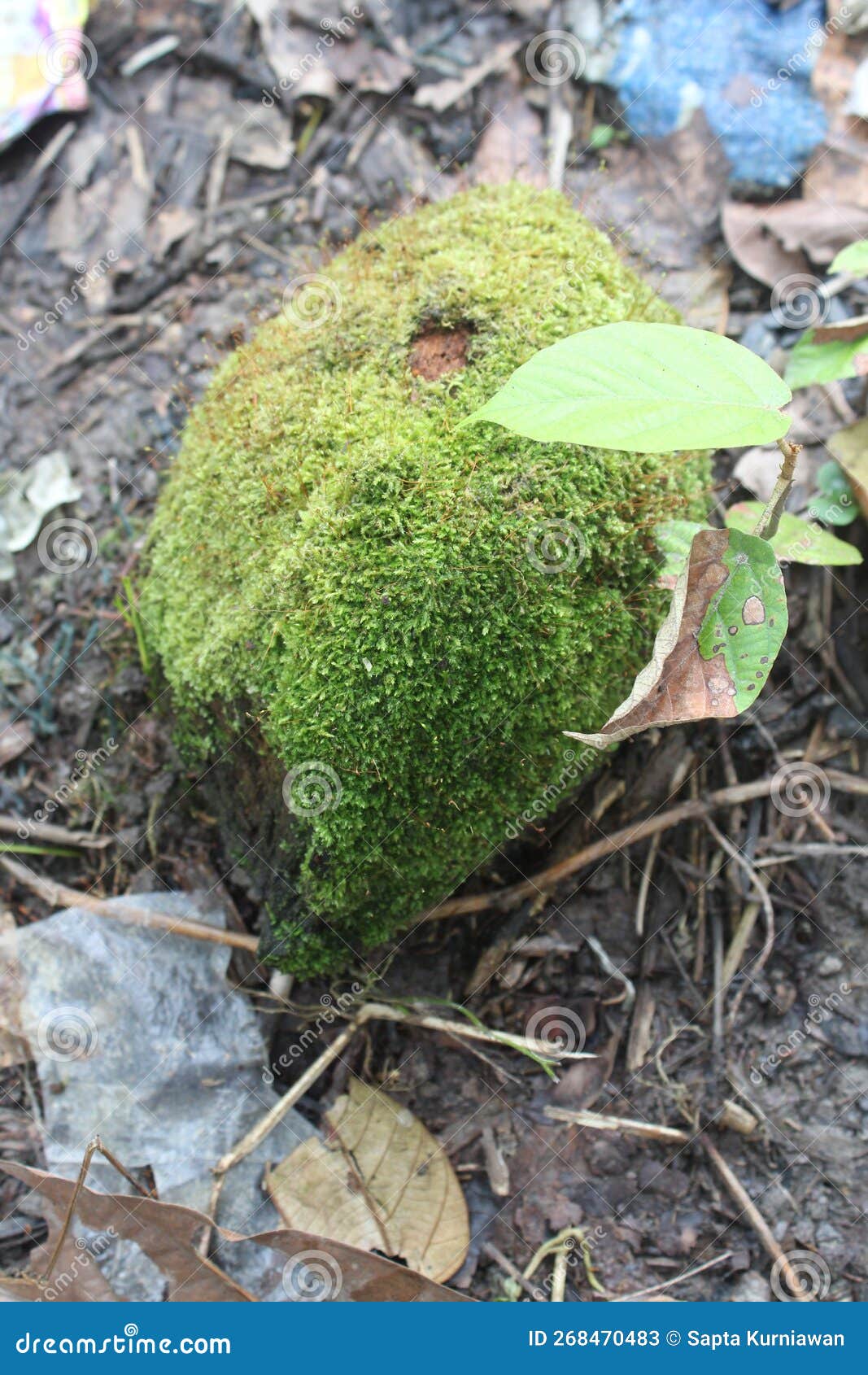 Green Moss Thrives on Rotting Coconut on the Ground Stock Image - Image ...
