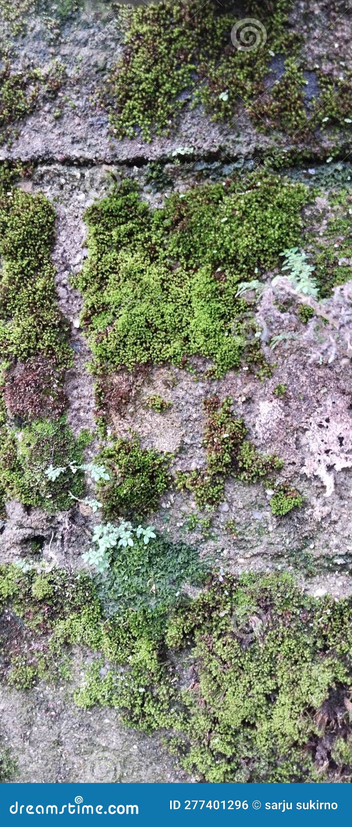 Green Moss Thriving on the Damp Walls Stock Photo - Image of thriving ...