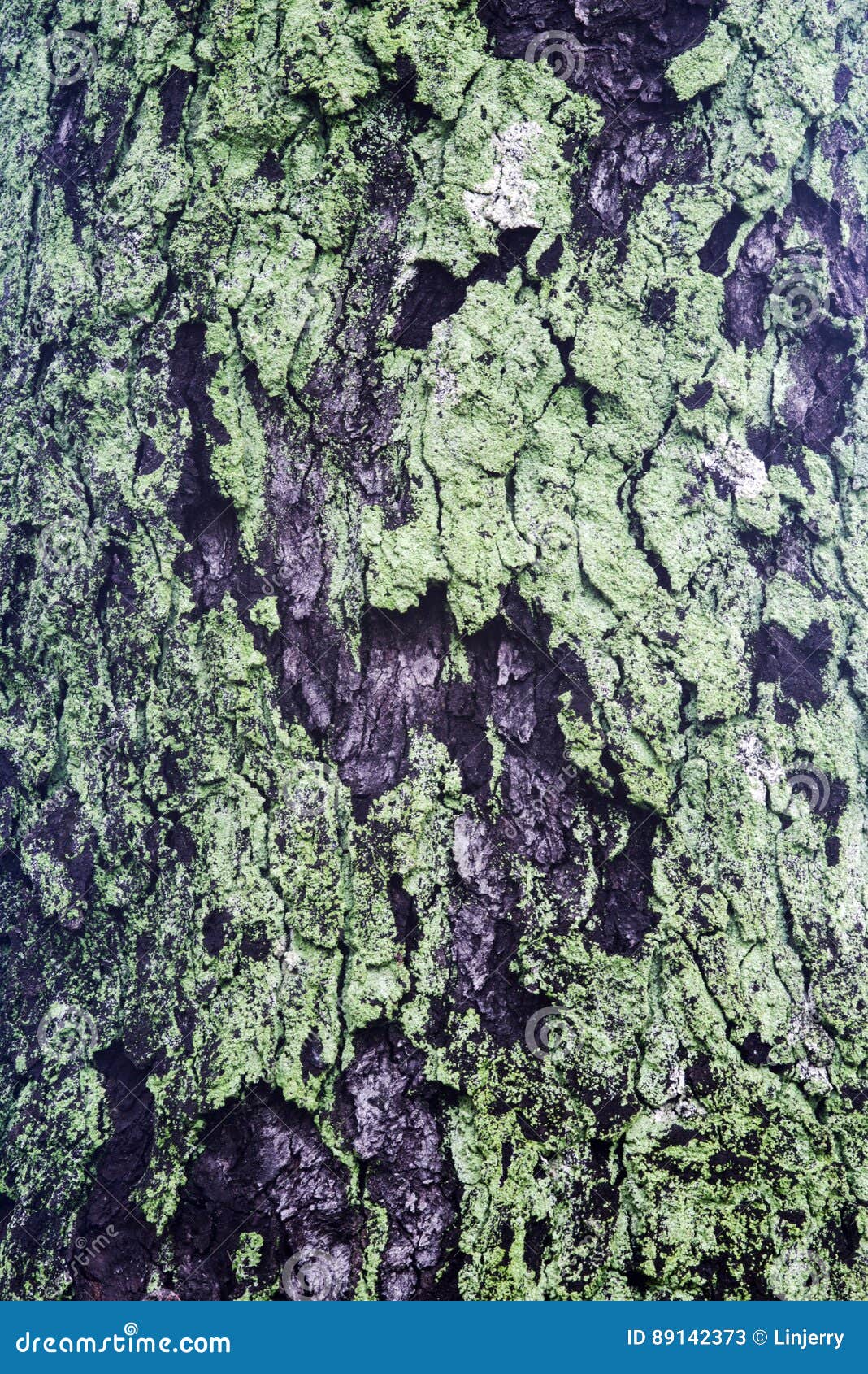 Green Moss on the Tree Bark Stock Image - Image of crust, macro: 89142373