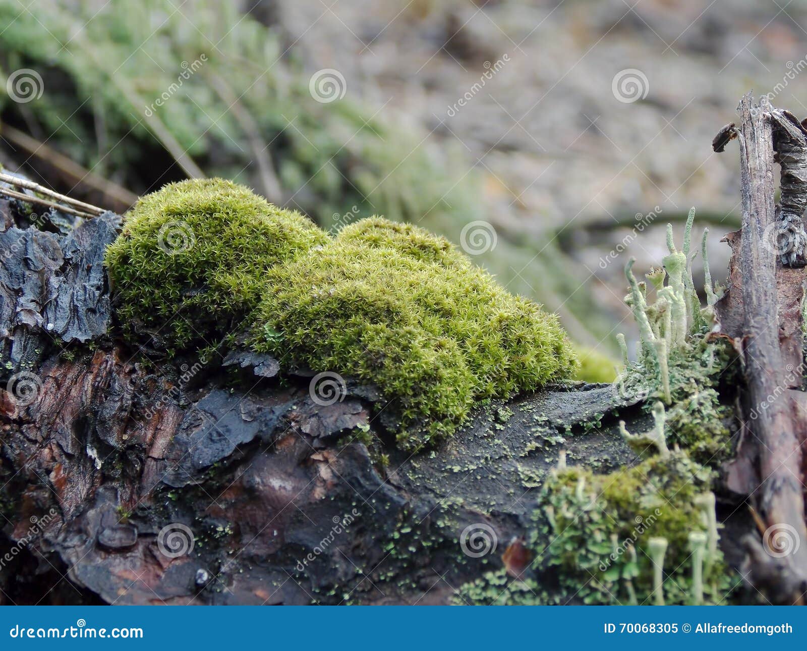 Green moss on a tree bark stock image. Image of nature - 70068305
