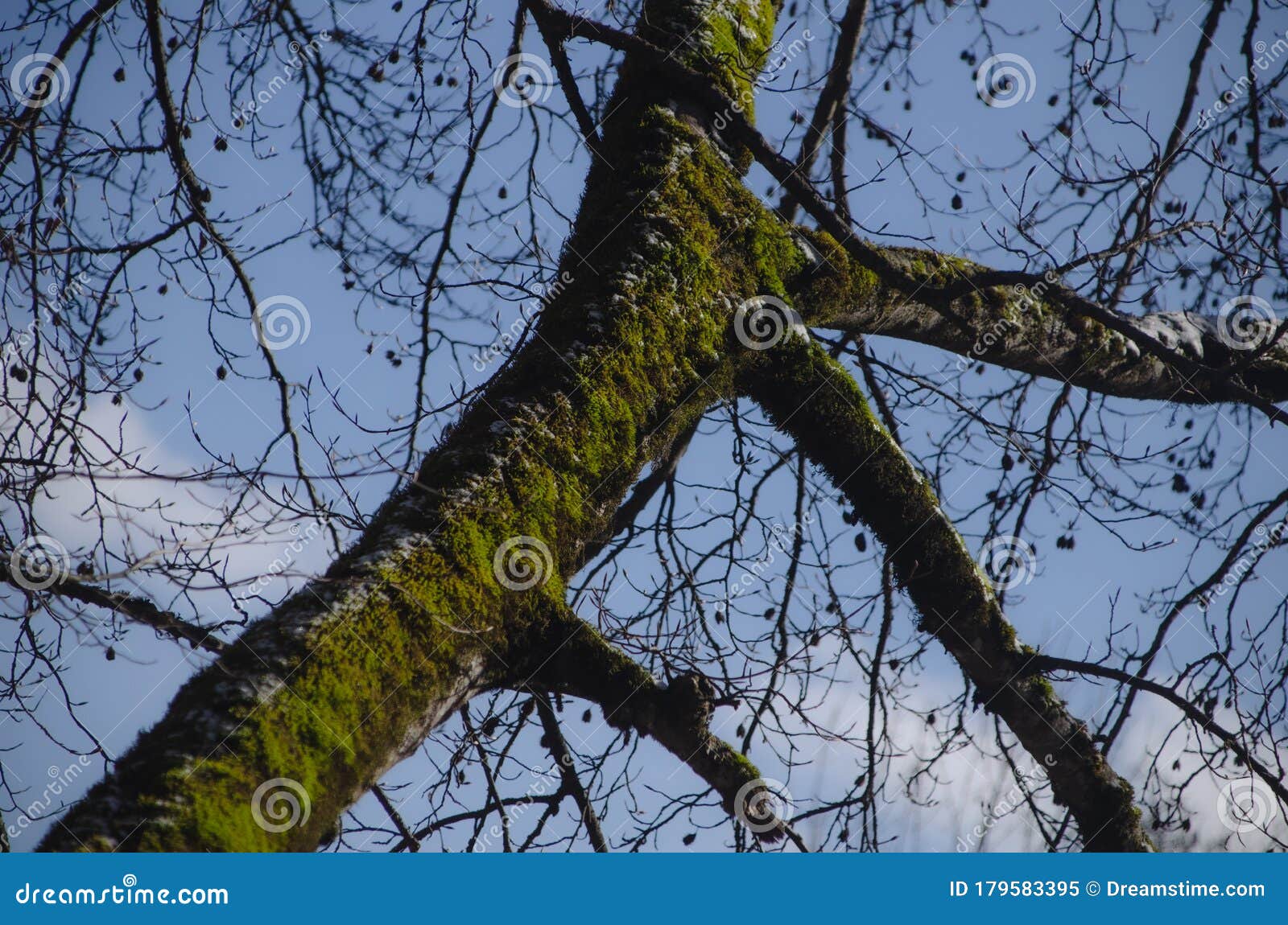 Green Moss on a Tree Branch Stock Image - Image of tree, summer: 179583395